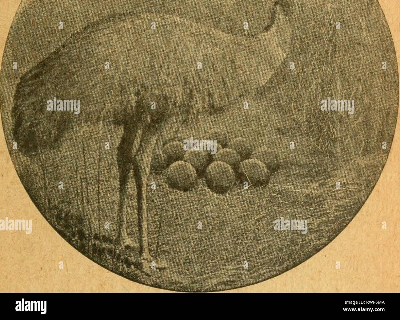 The Emu official organ Stock Photo - Alamy