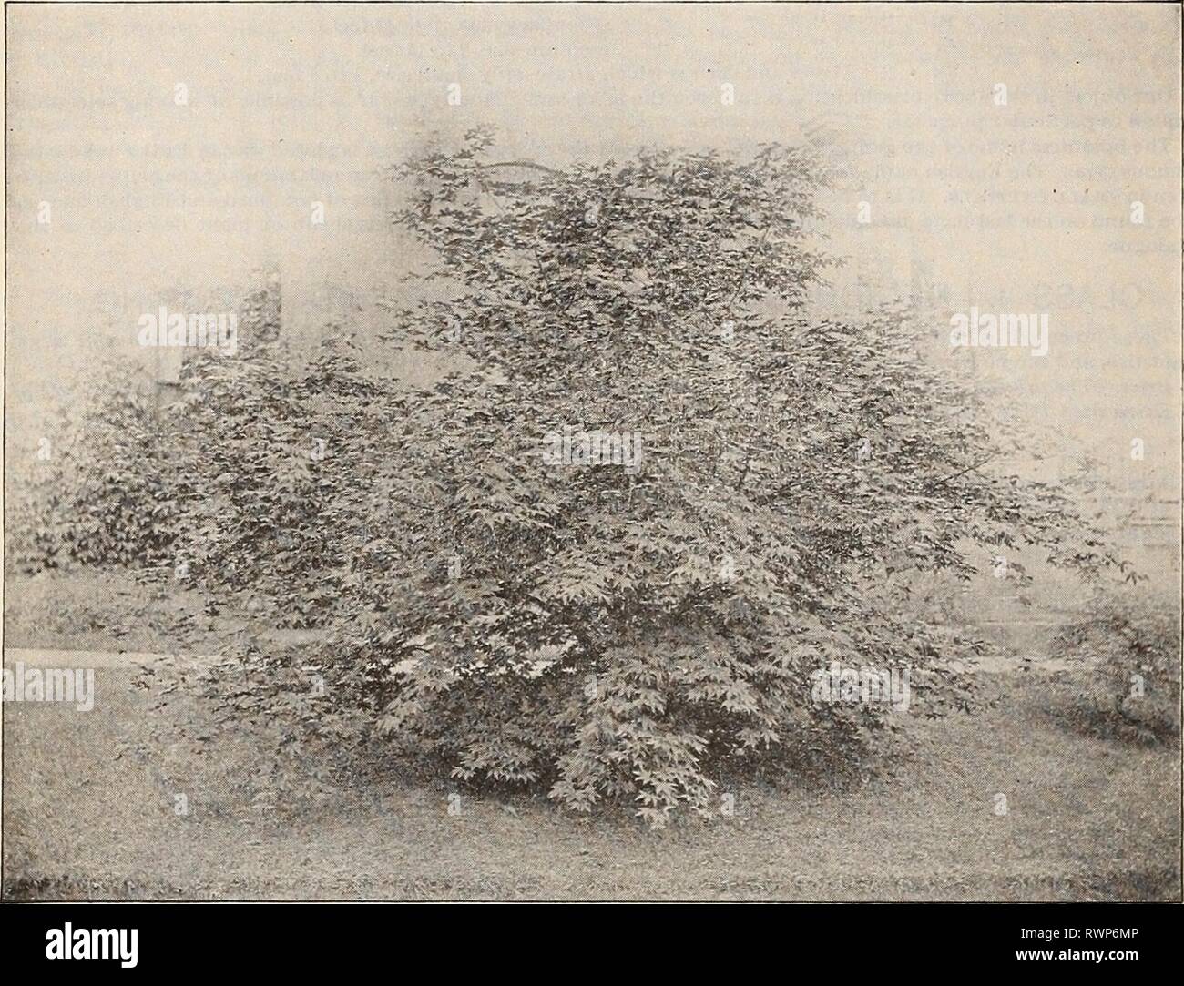 Deeply dissected foliage hi-res stock photography and images - Alamy