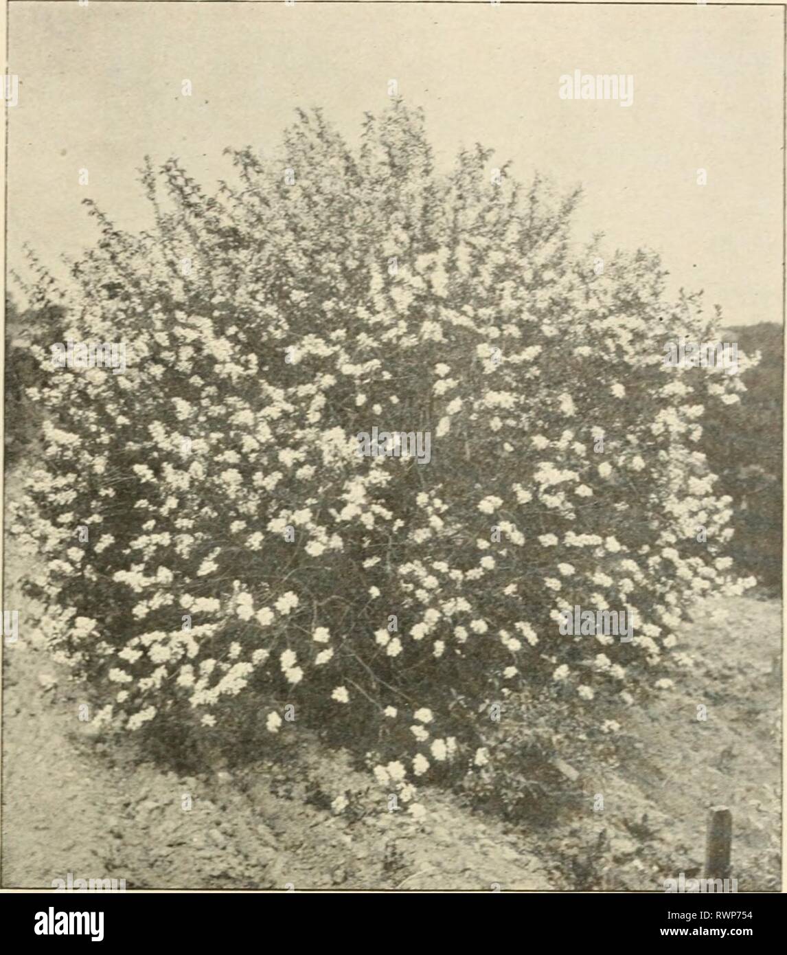 Ellwanger & Barry Mount Stock Photo - Alamy