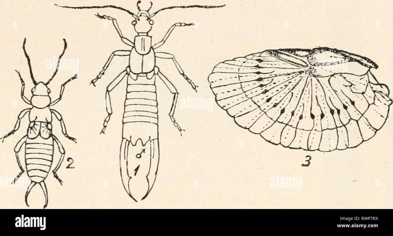 Elementary entomology ([c1912]) Elementary entomology ...