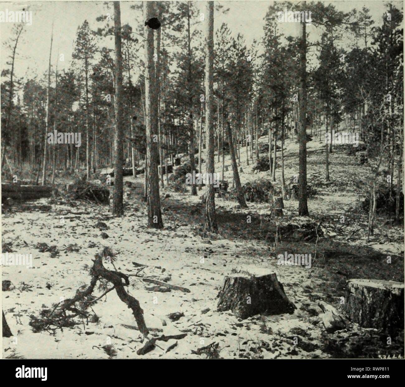 Elements of forestry (1914 Stock Photo - Alamy