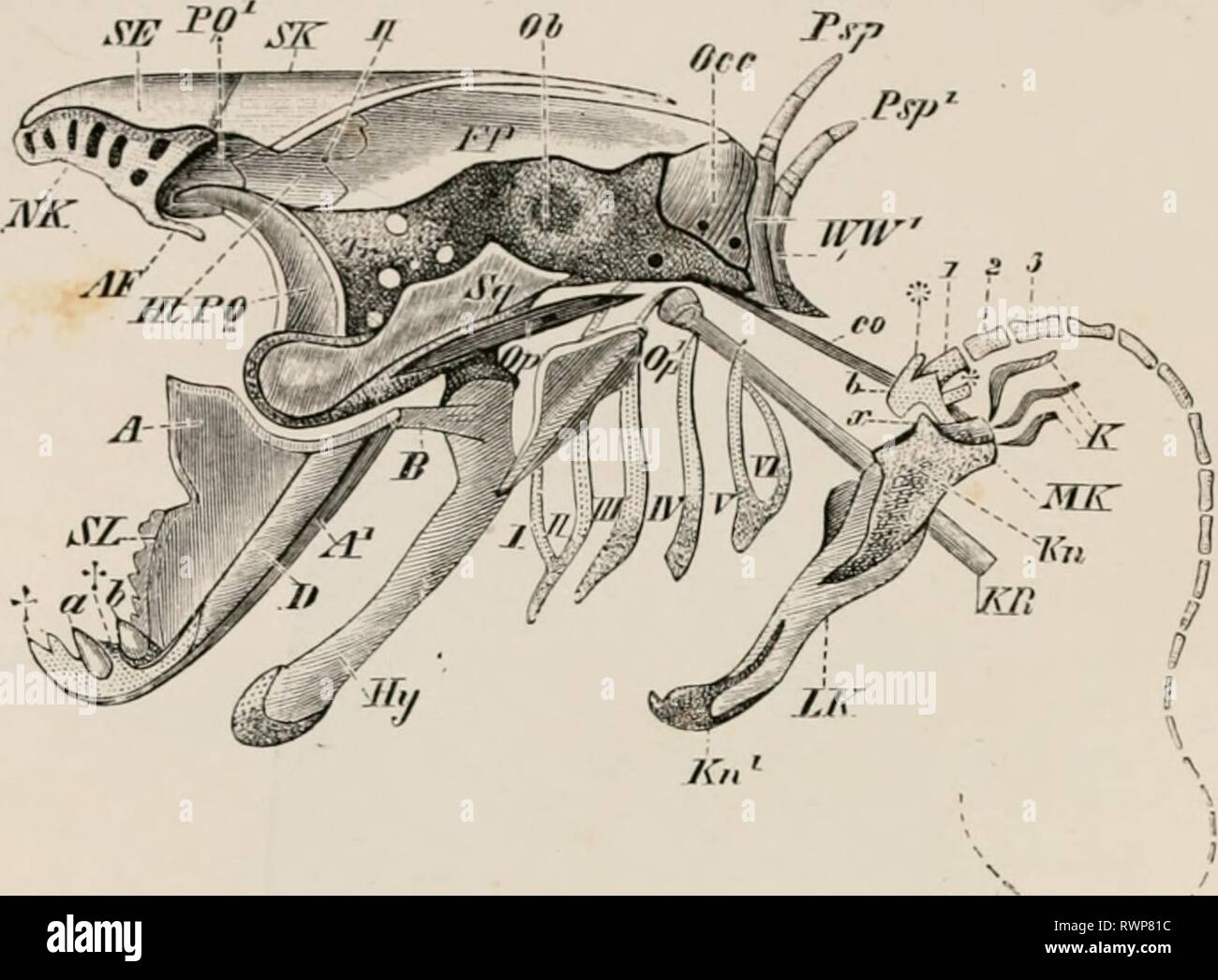 Branchiostegal rays hi-res stock photography and images - Alamy