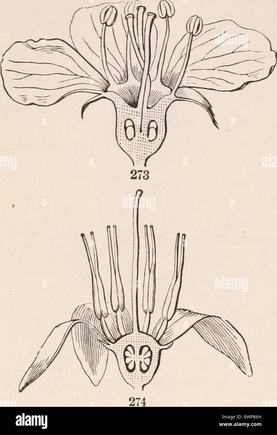The elements of botany for The elements of botany for beginners and for ...