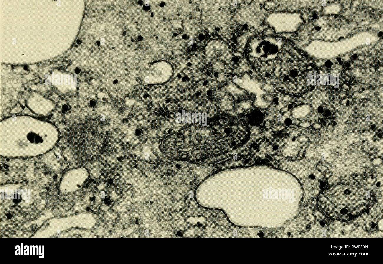 Electron-microscopic structure of protozoa (1963) Electron-microscopic ...
