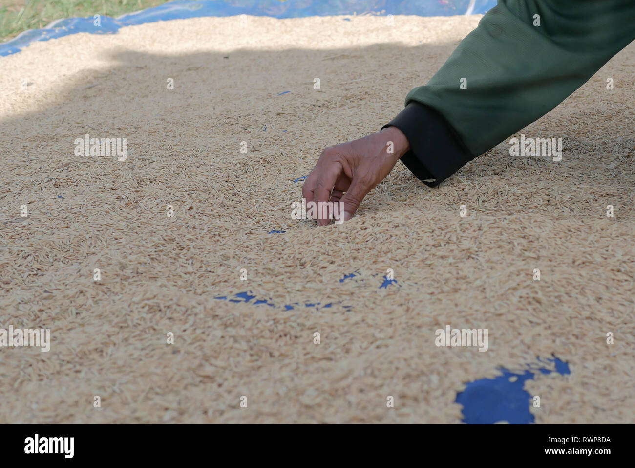 Dry paddy field hi-res stock photography and images - Alamy