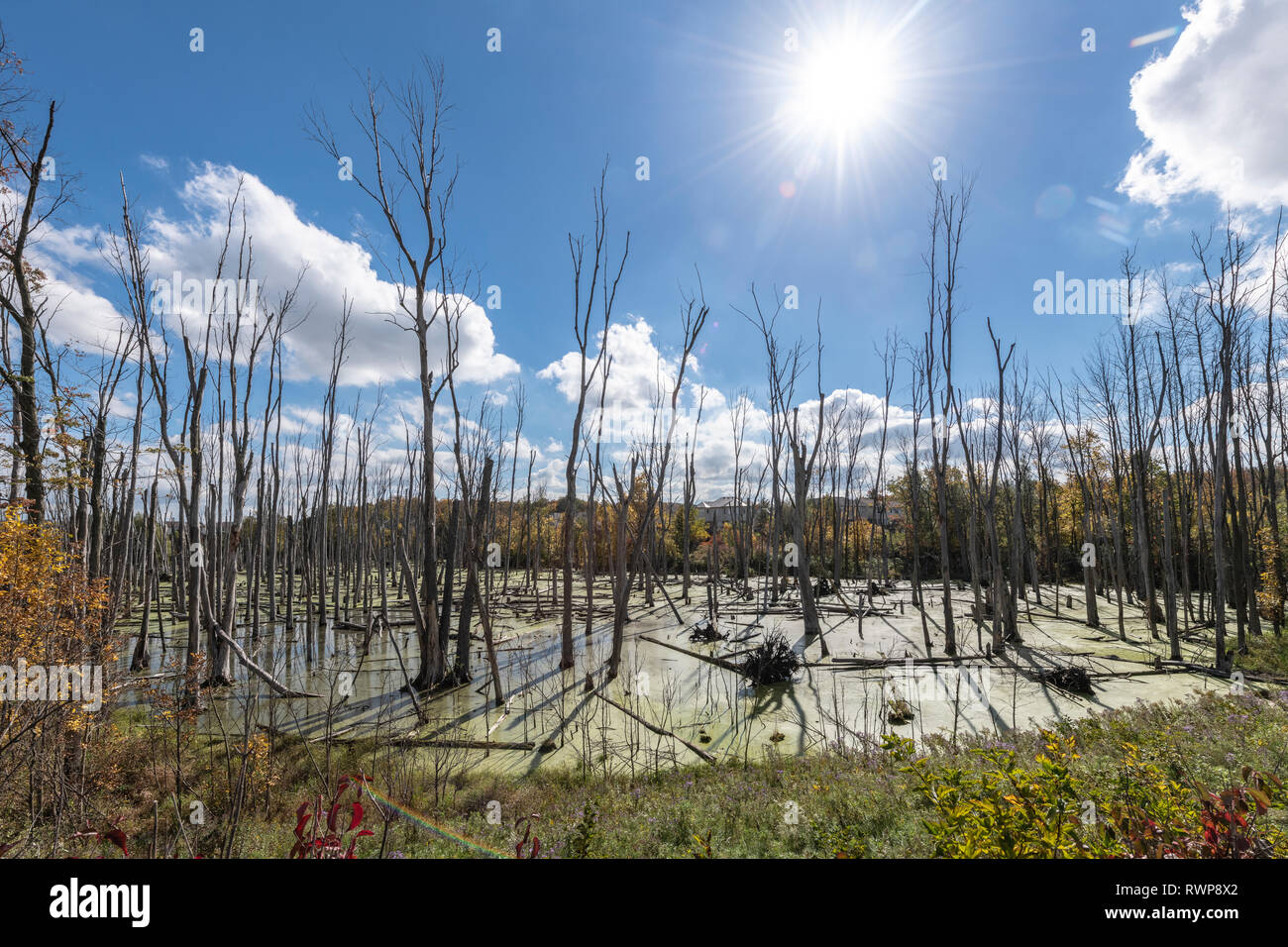 Dry dead trees in a swamp in residential area in Cambridge, Ontario ...