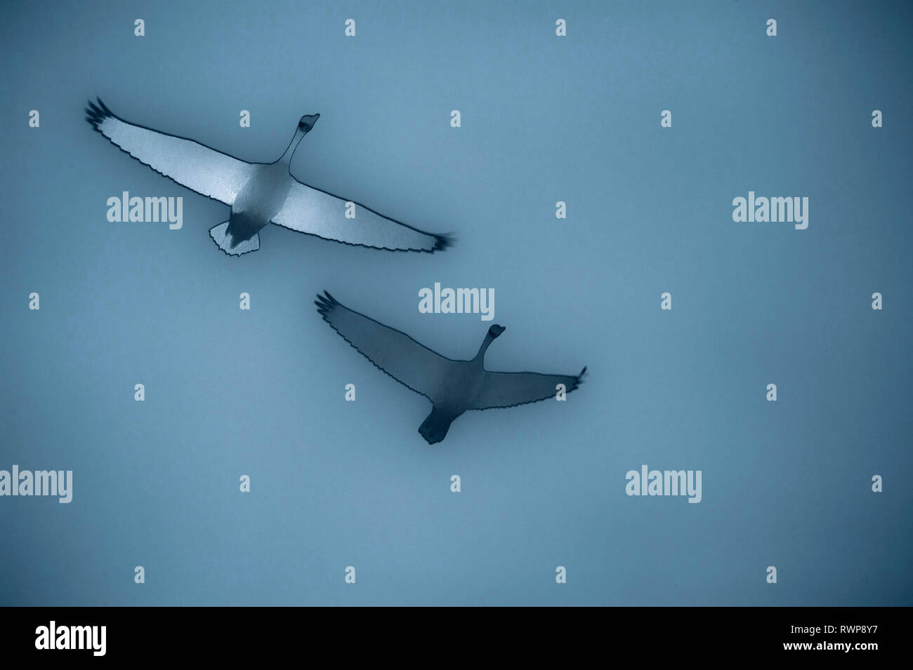 Canadian geese flying in morning haze Stock Photo - Alamy