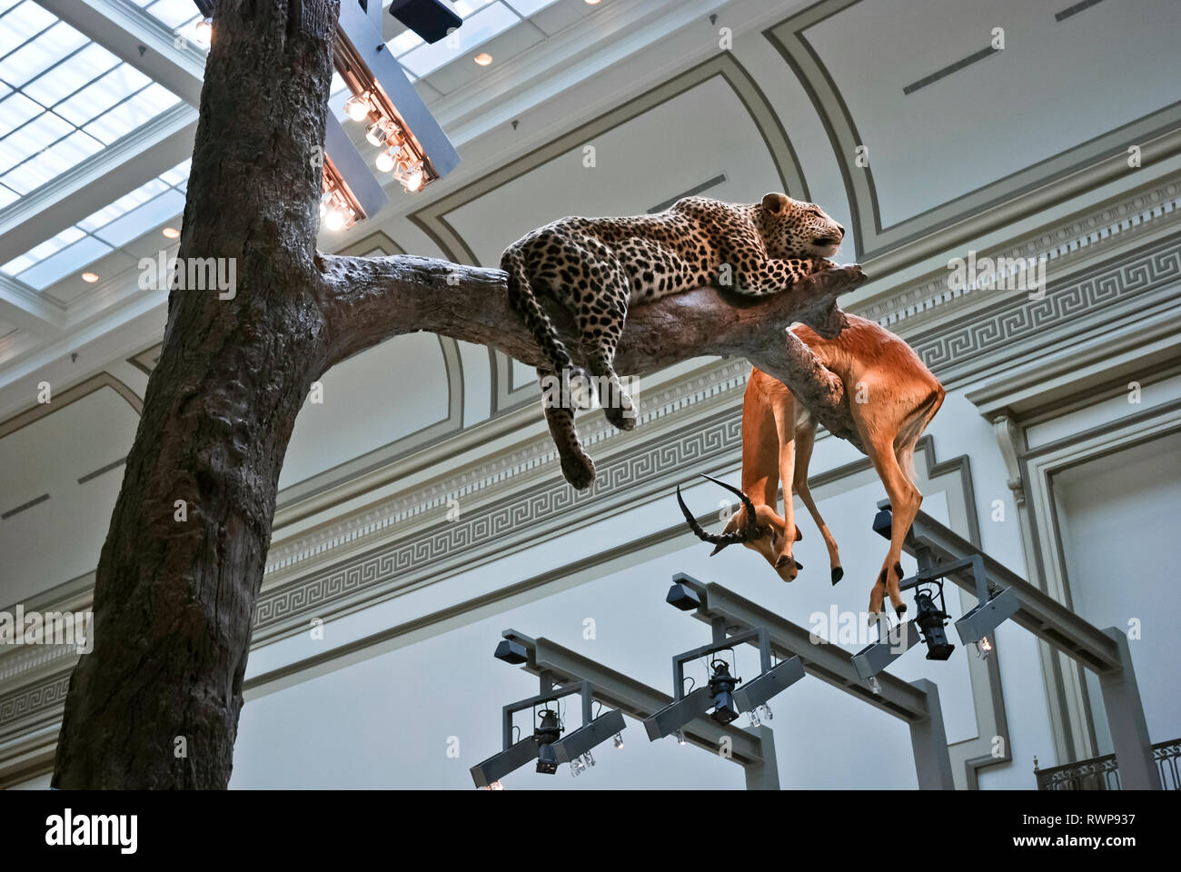 Leopard and antelope Stock Photo - Alamy