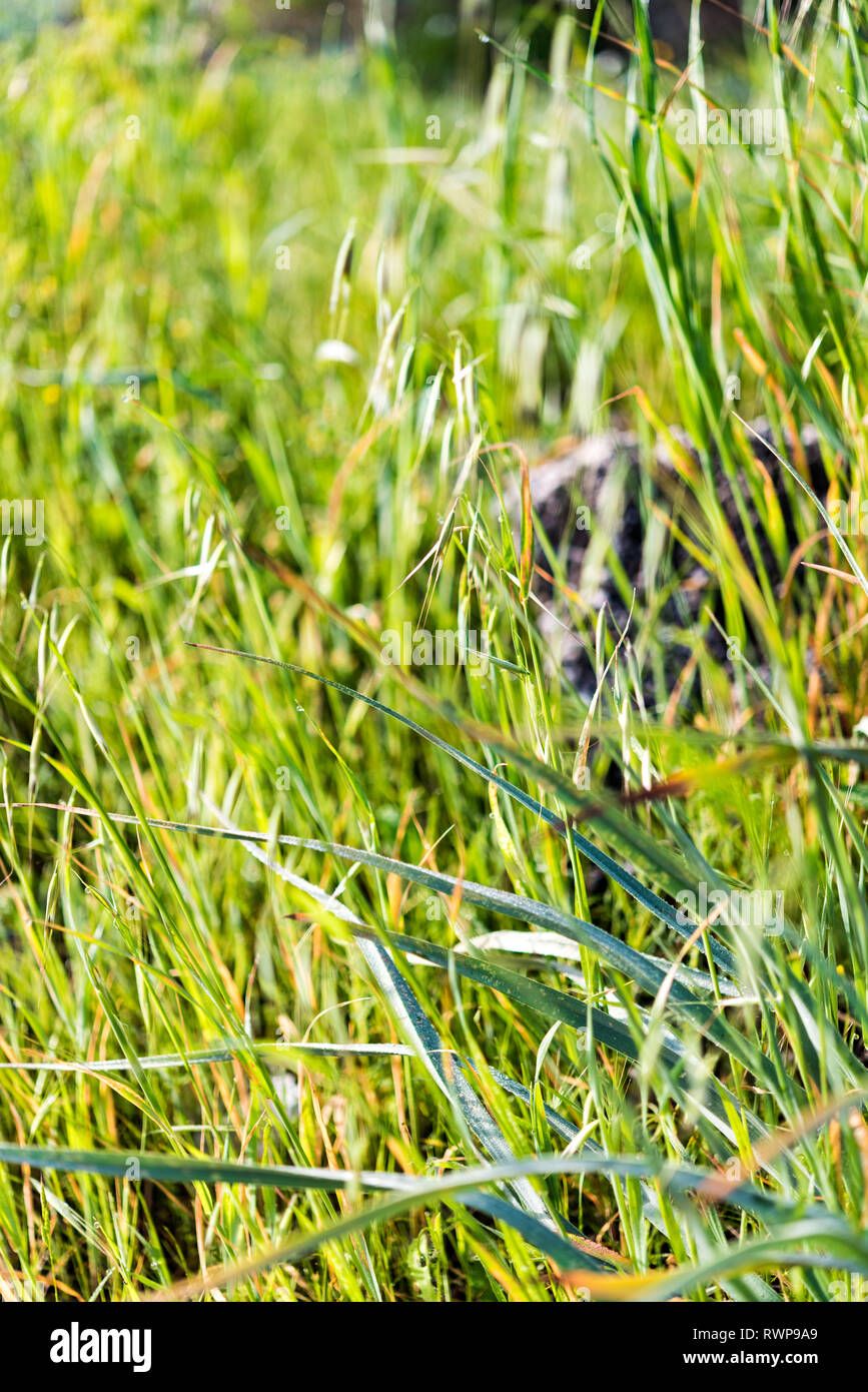 Morning dew forest wild herbs plants and grass Stock Photo - Alamy