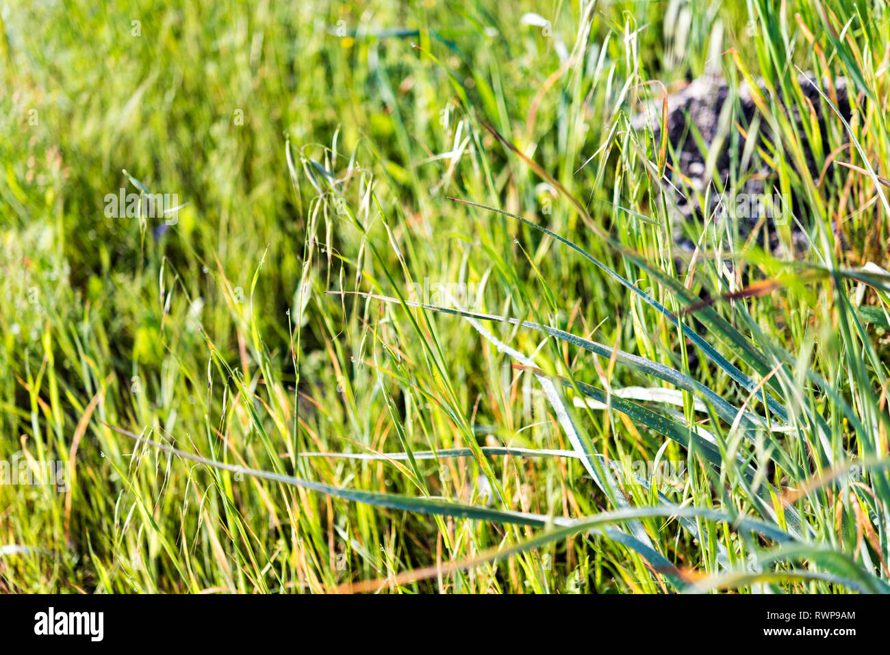 Morning dew forest wild herbs plants and grass Stock Photo - Alamy