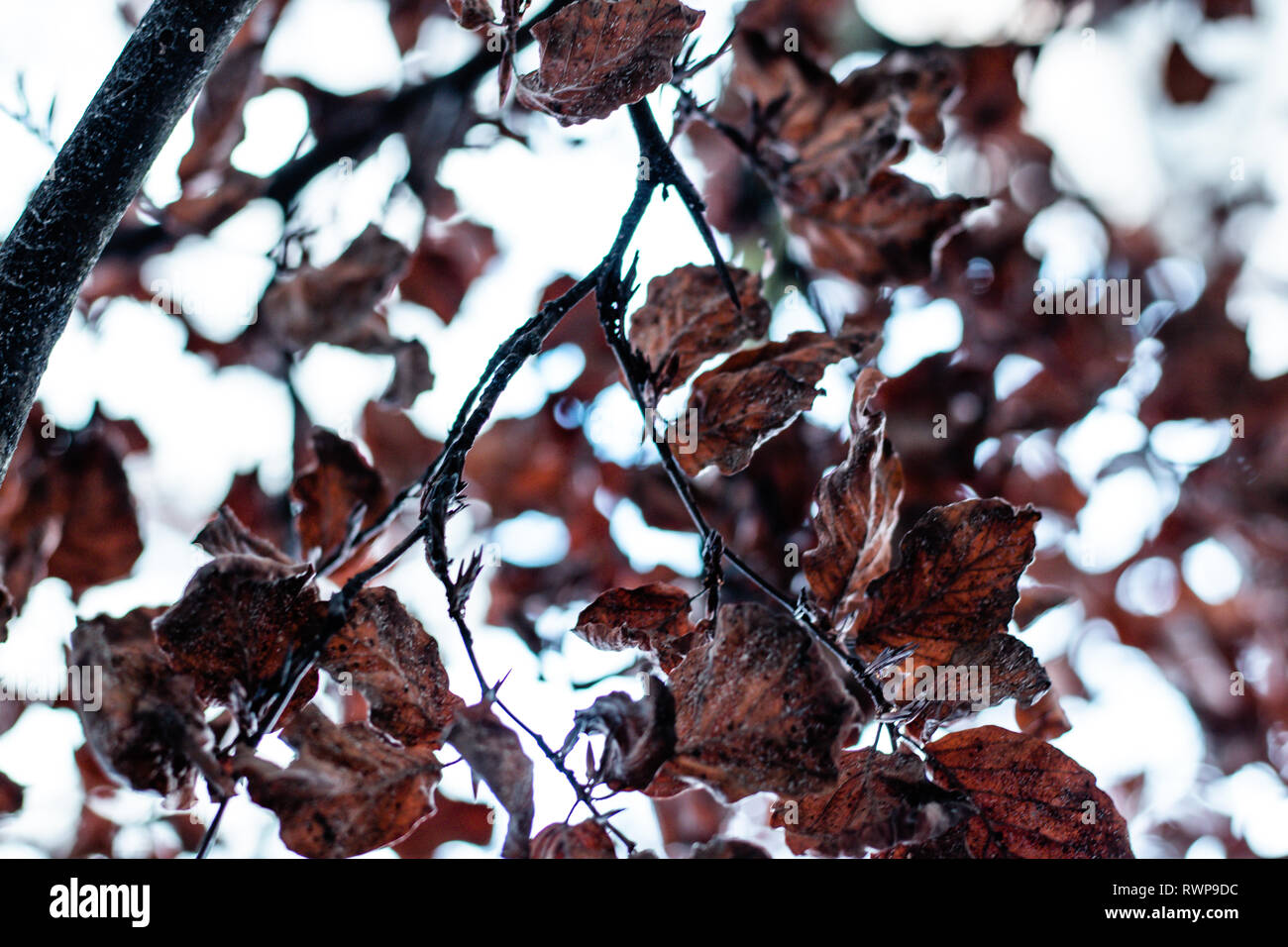 Red leaves falling hi-res stock photography and images - Alamy