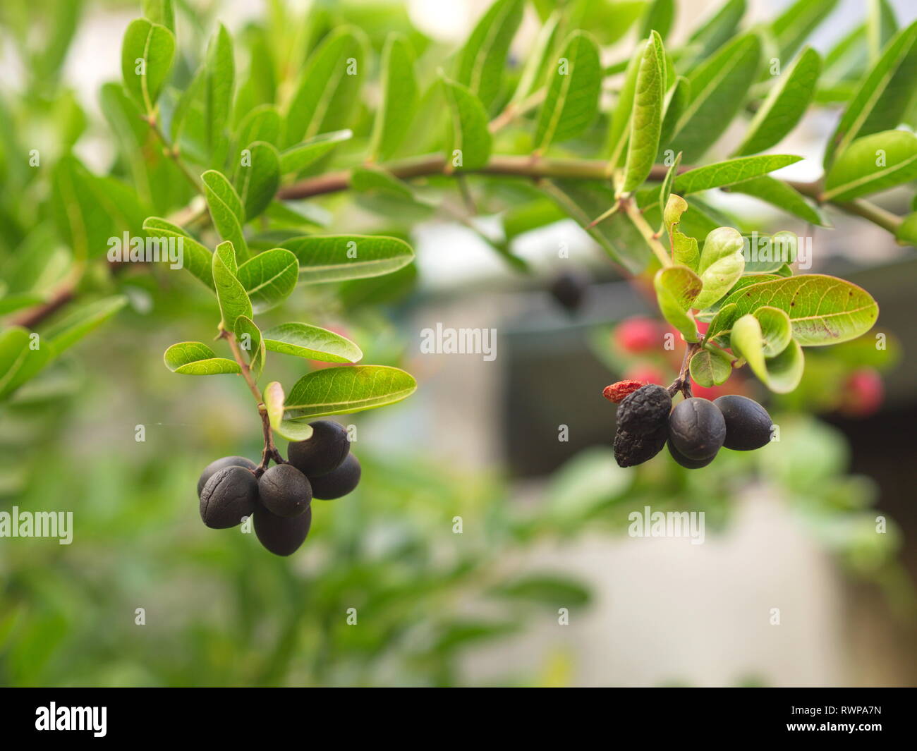 Koromcha tree hi-res stock photography and images - Alamy