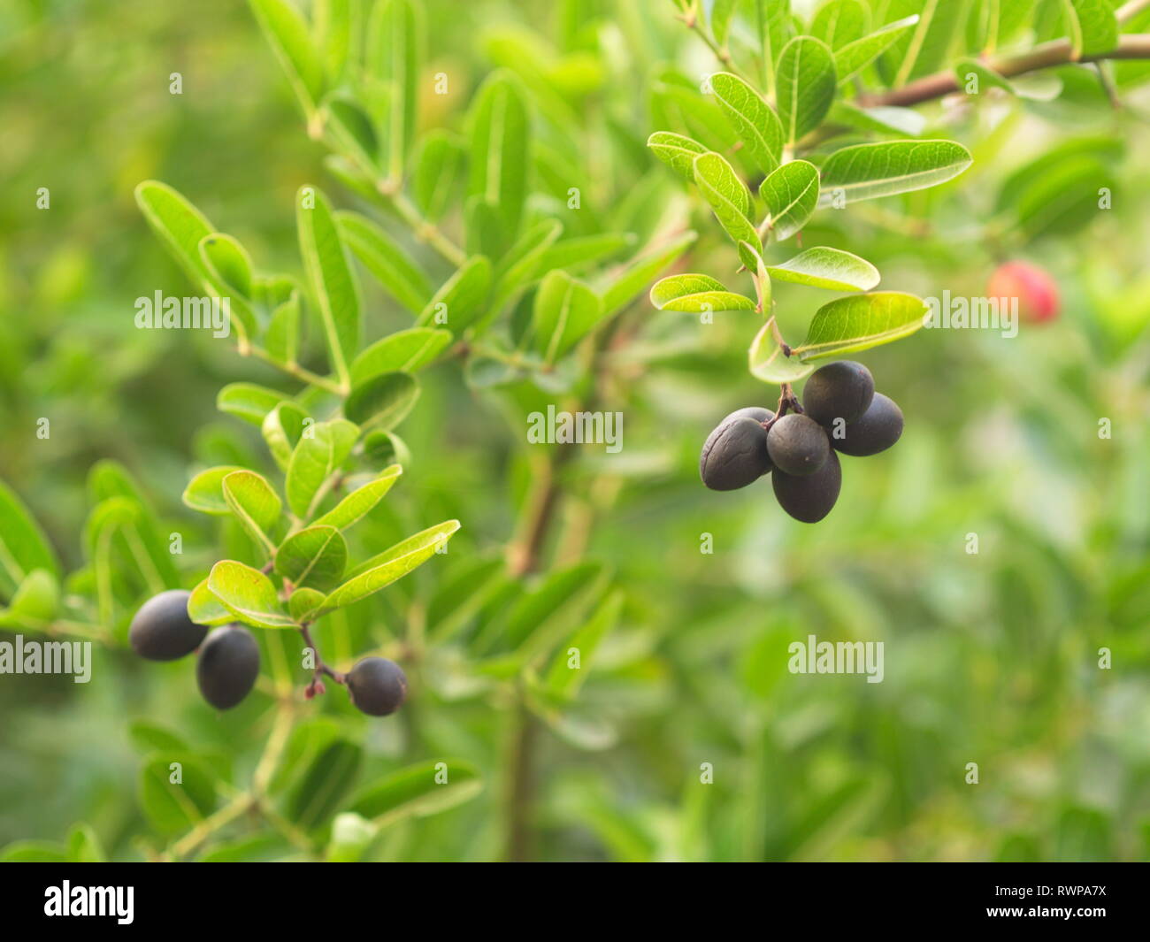 Carissa carandas carandas karonda leaves hi-res stock photography and ...