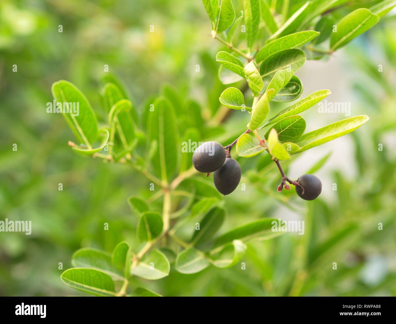 Koromcha tree hi-res stock photography and images - Alamy