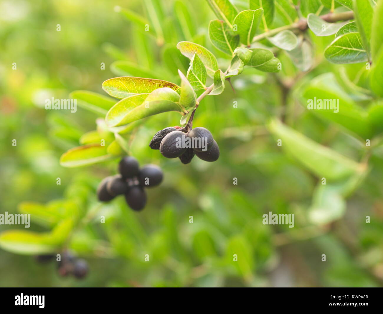 Carunda hi-res stock photography and images - Alamy