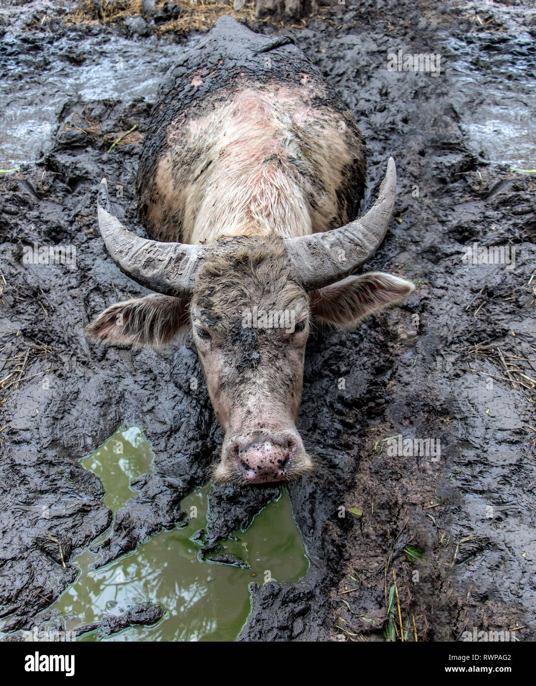 Cow in mud hi-res stock photography and images - Alamy