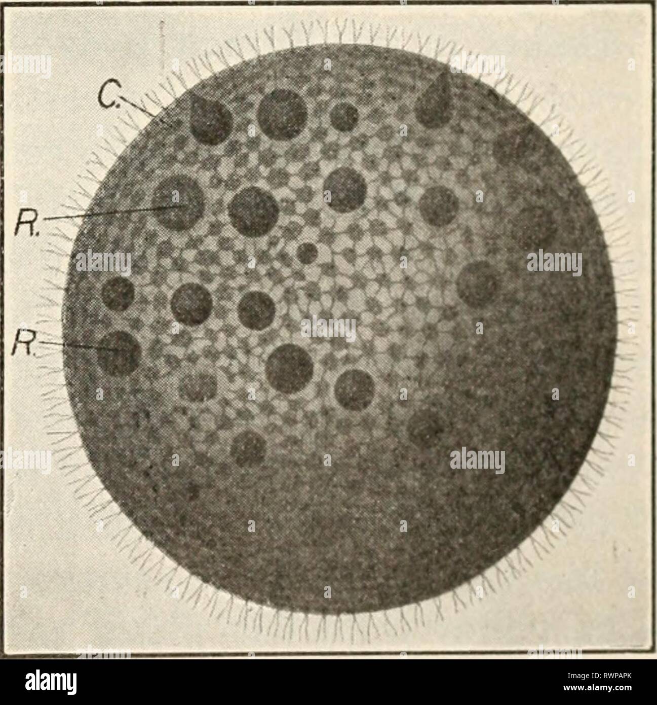 Amoeba cell division hi-res stock photography and images - Alamy