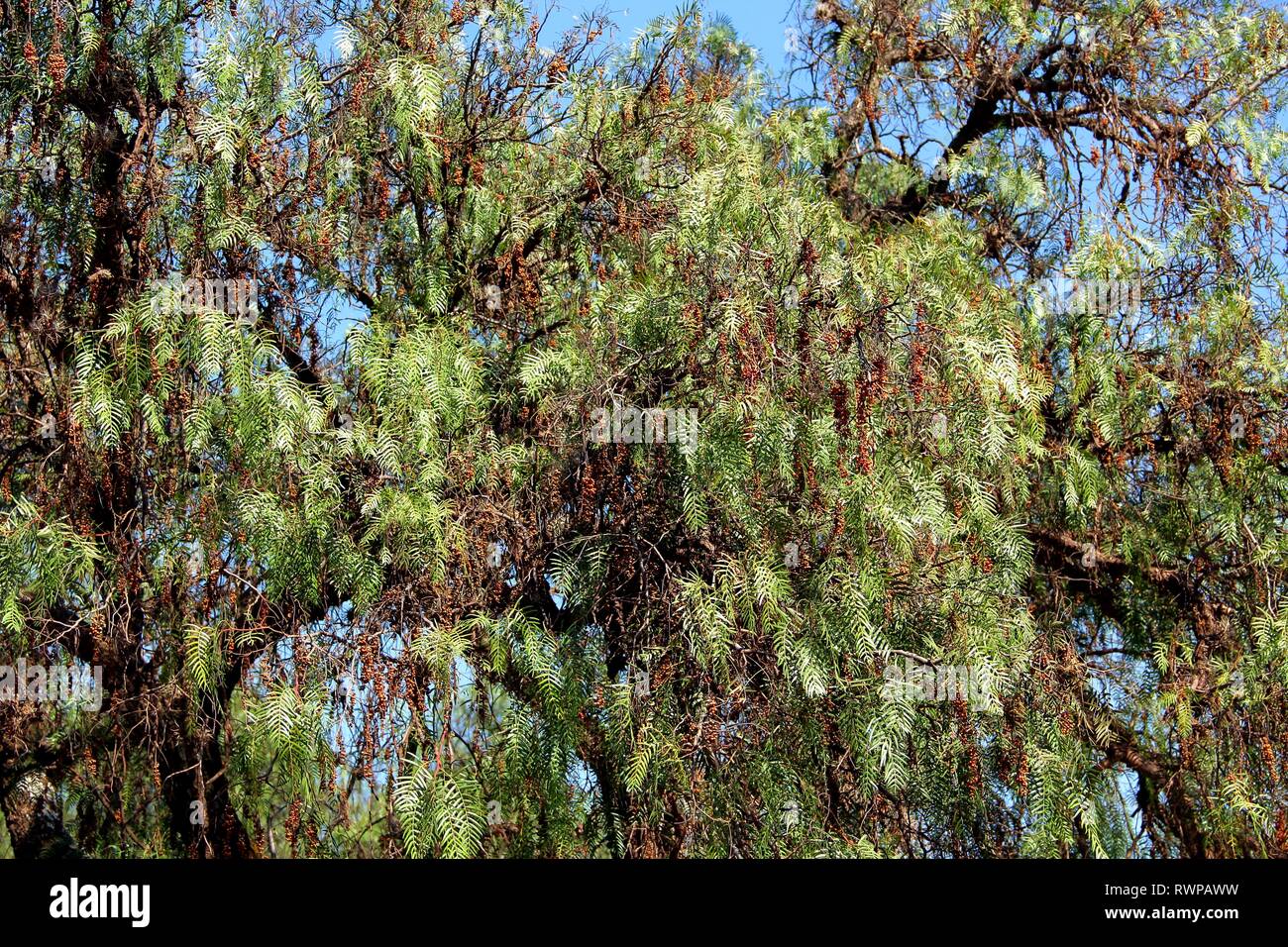 Schinus molle tree Stock Photo - Alamy
