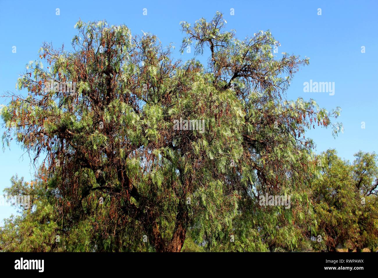 Schinus molle tree Stock Photo - Alamy