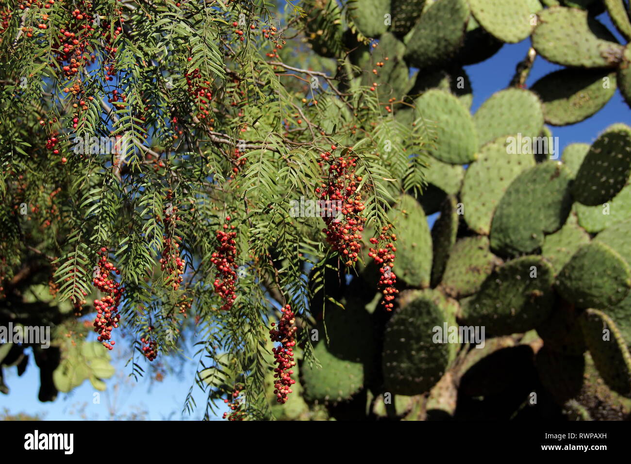 Schinus molle pepper tree peruvian mastic tree hi-res stock photography ...