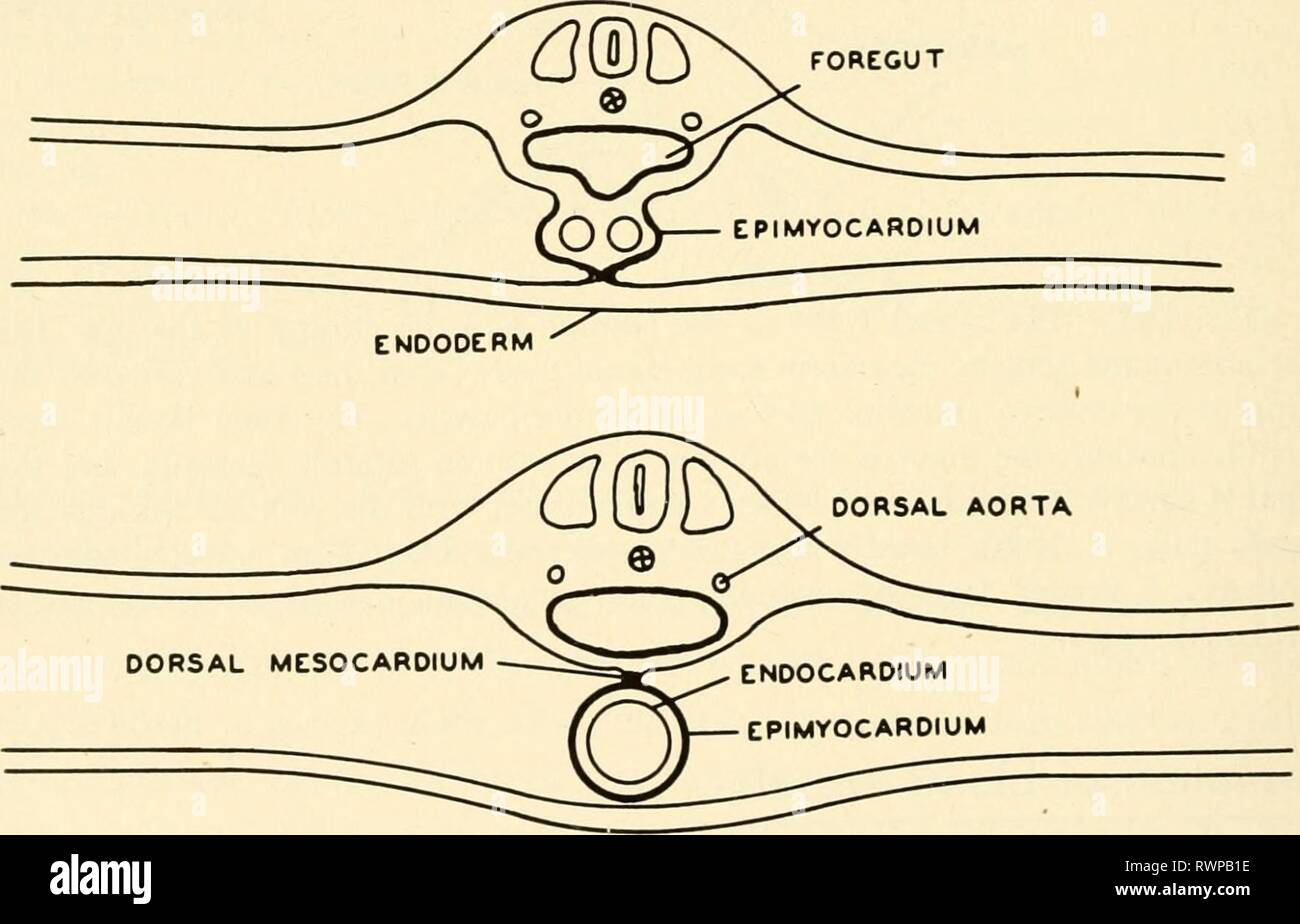 Embryology (1949) Embryology embryology00bart Year: 1949 DORSAL ...