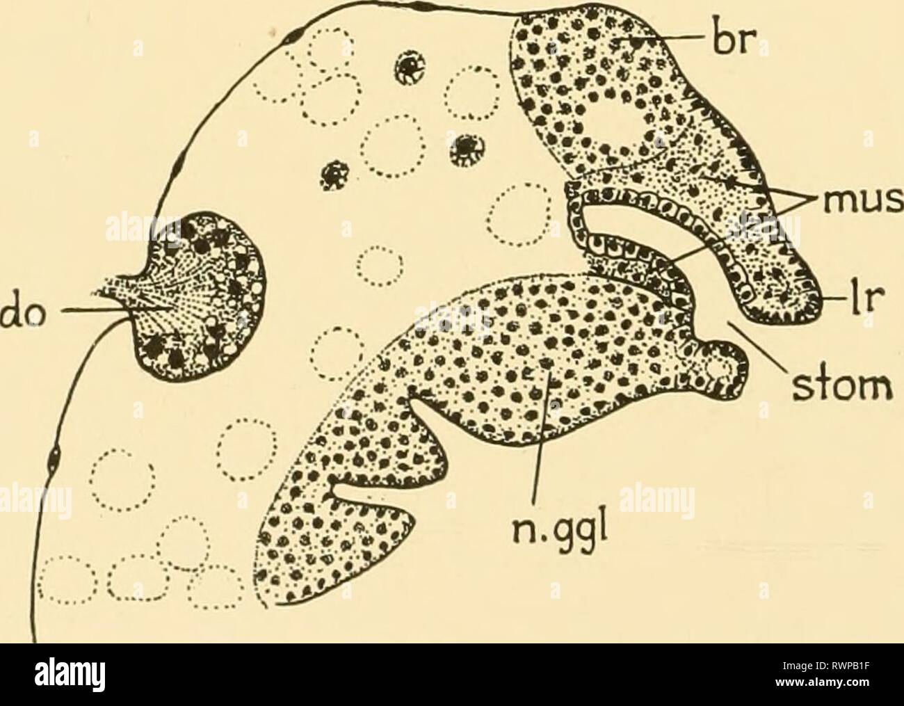 Brain cell drawing vintage hi-res stock photography and images - Alamy