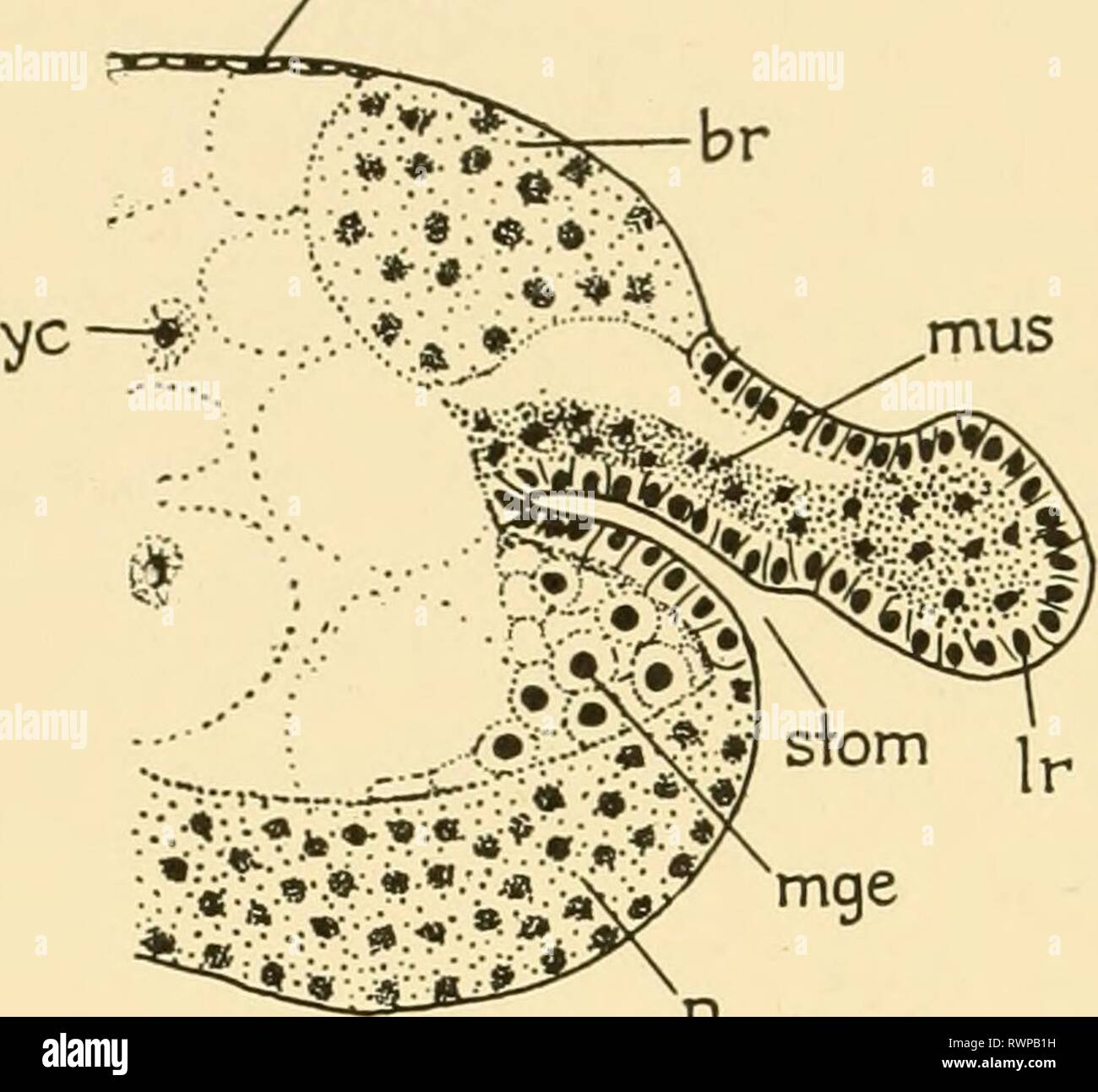 Proctodaeum hi-res stock photography and images - Alamy