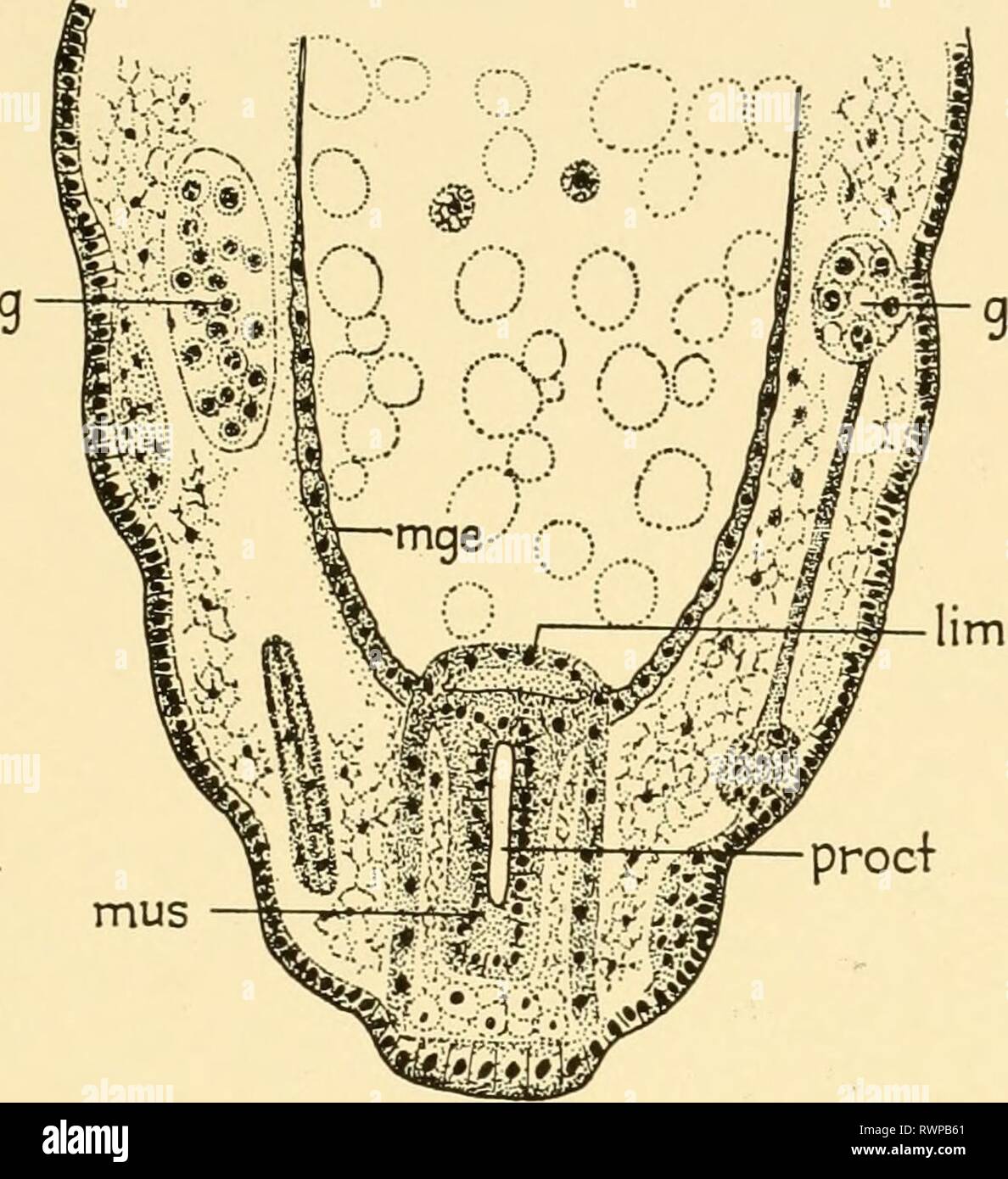 Embryology of insects and myriapods; Embryology of insects and ...