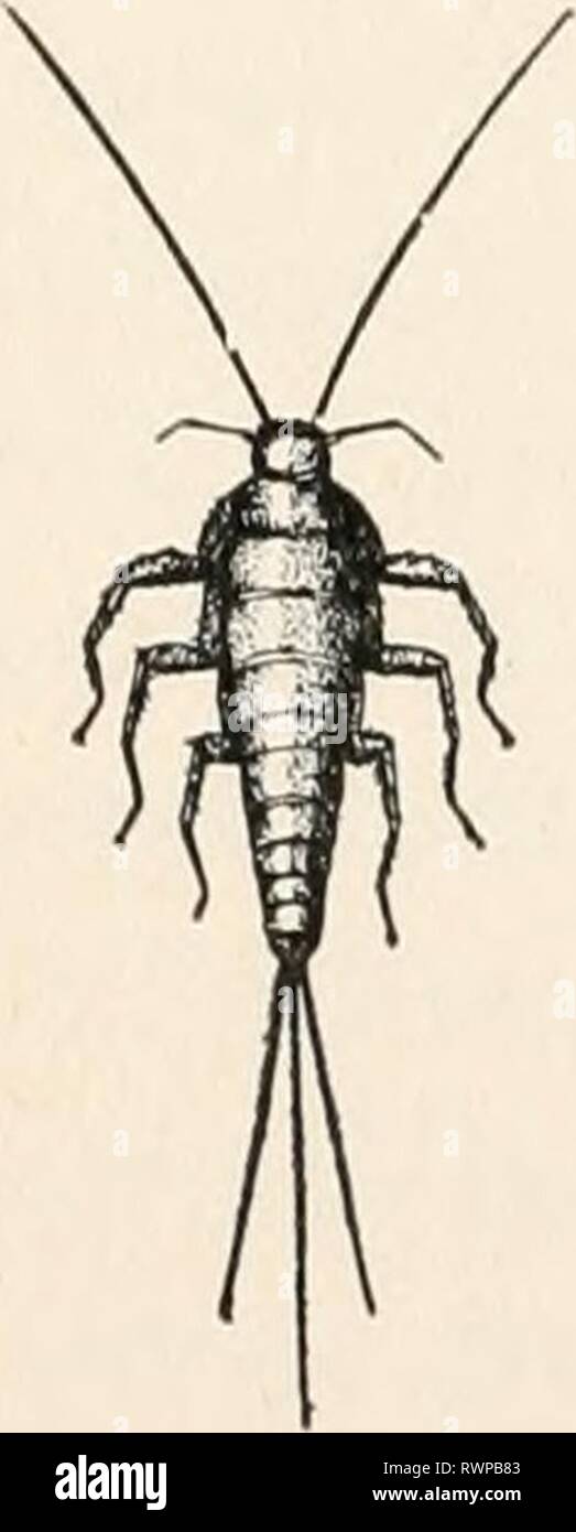 Wingless moth hi-res stock photography and images - Alamy