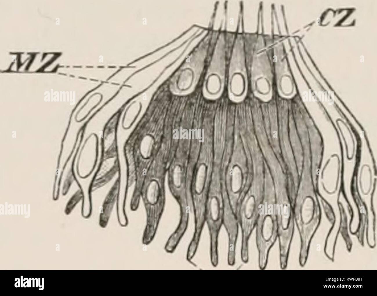 Elements of the comparative anatomy Stock Photo - Alamy