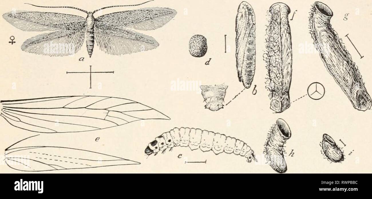 Elementary entomology ([c1912]) Elementary entomology ...