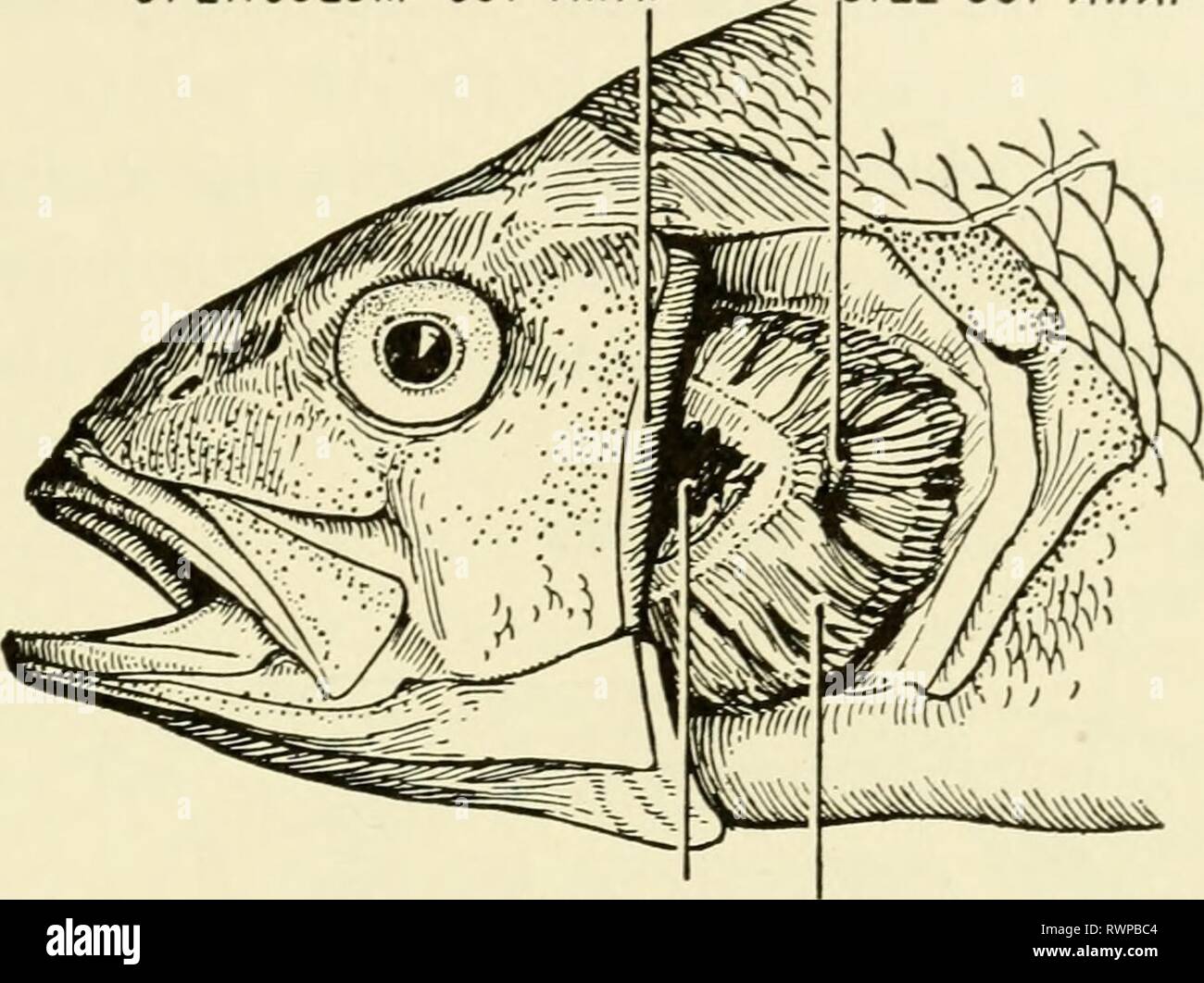 Elements of biology, with special Stock Photo - Alamy