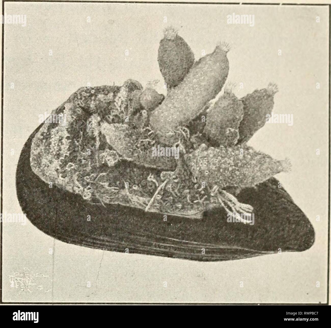 Grantia hi-res stock photography and images - Alamy