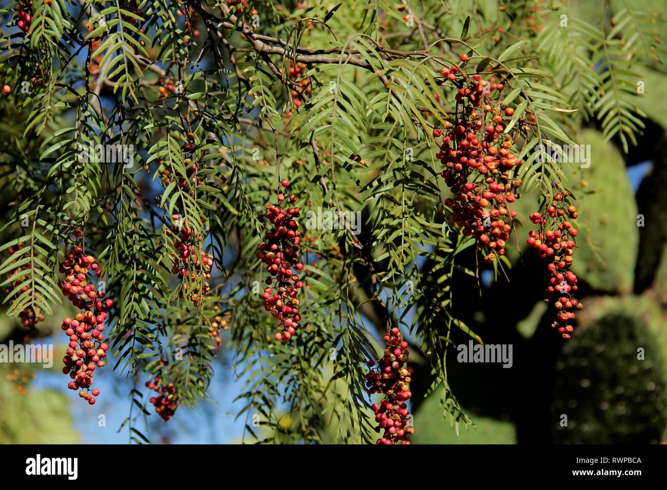 Schinus molle hi-res stock photography and images - Alamy