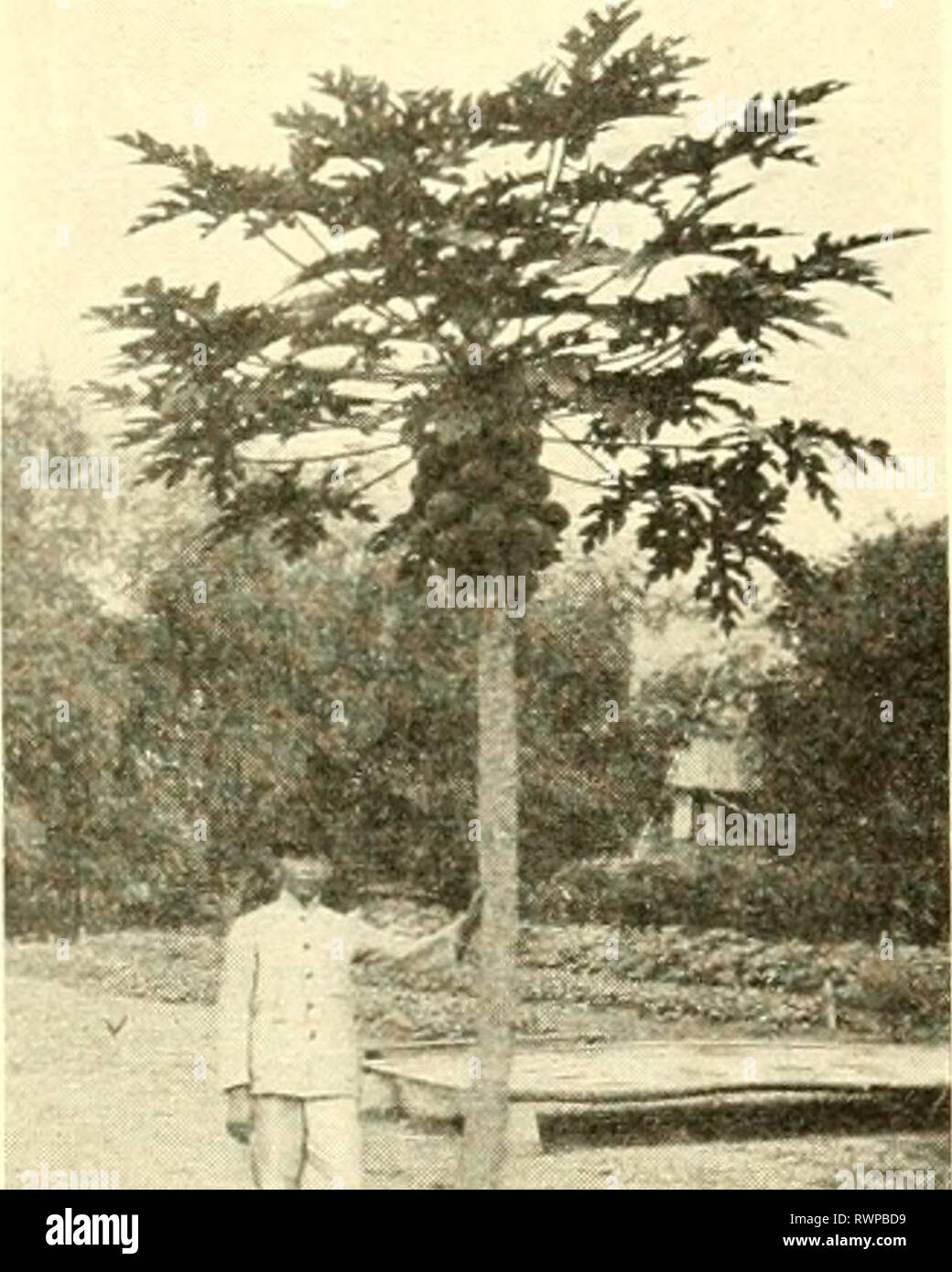Elements of Philippine agriculture (1908 Stock Photo - Alamy