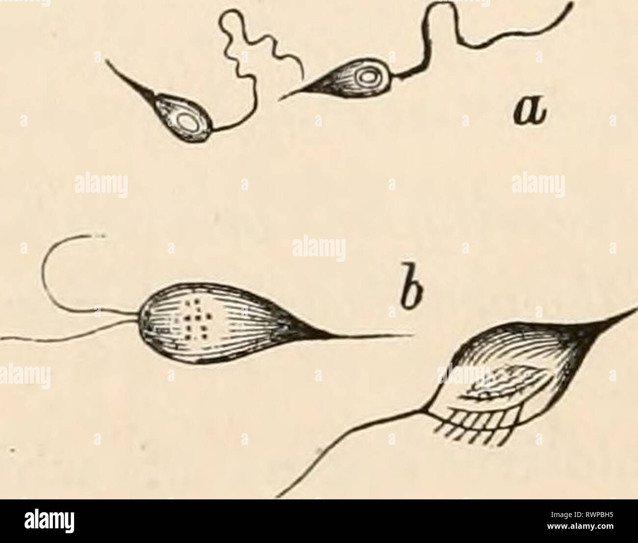 Cercomonas hi-res stock photography and images - Alamy