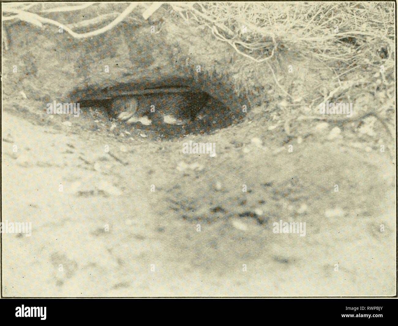 The Emu official organ Stock Photo - Alamy