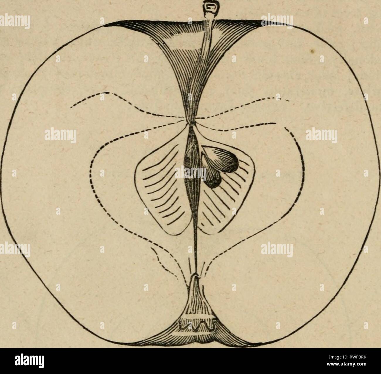 Elliott's fruit book; or, The Elliott's fruit book; or, The American ...