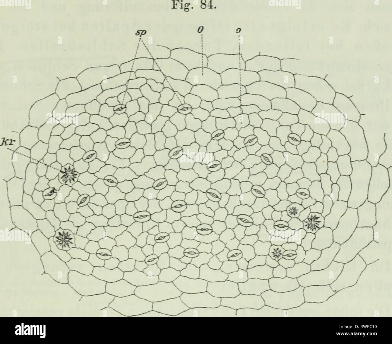 Elemente der wissenschaftlichen Botanik (1906 Stock Photo - Alamy