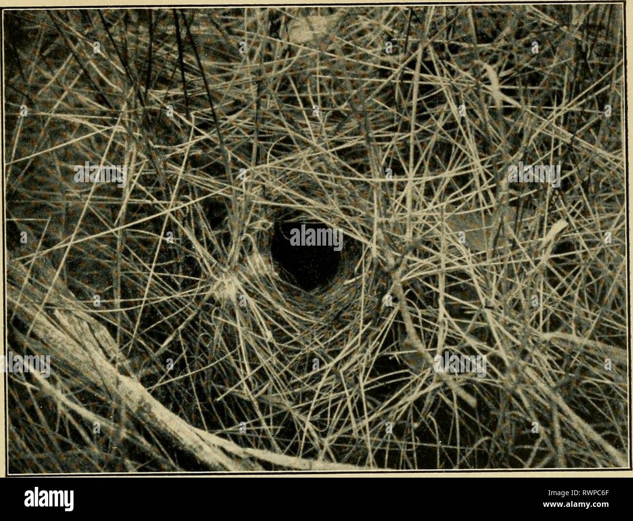 The Emu official organ Stock Photo - Alamy