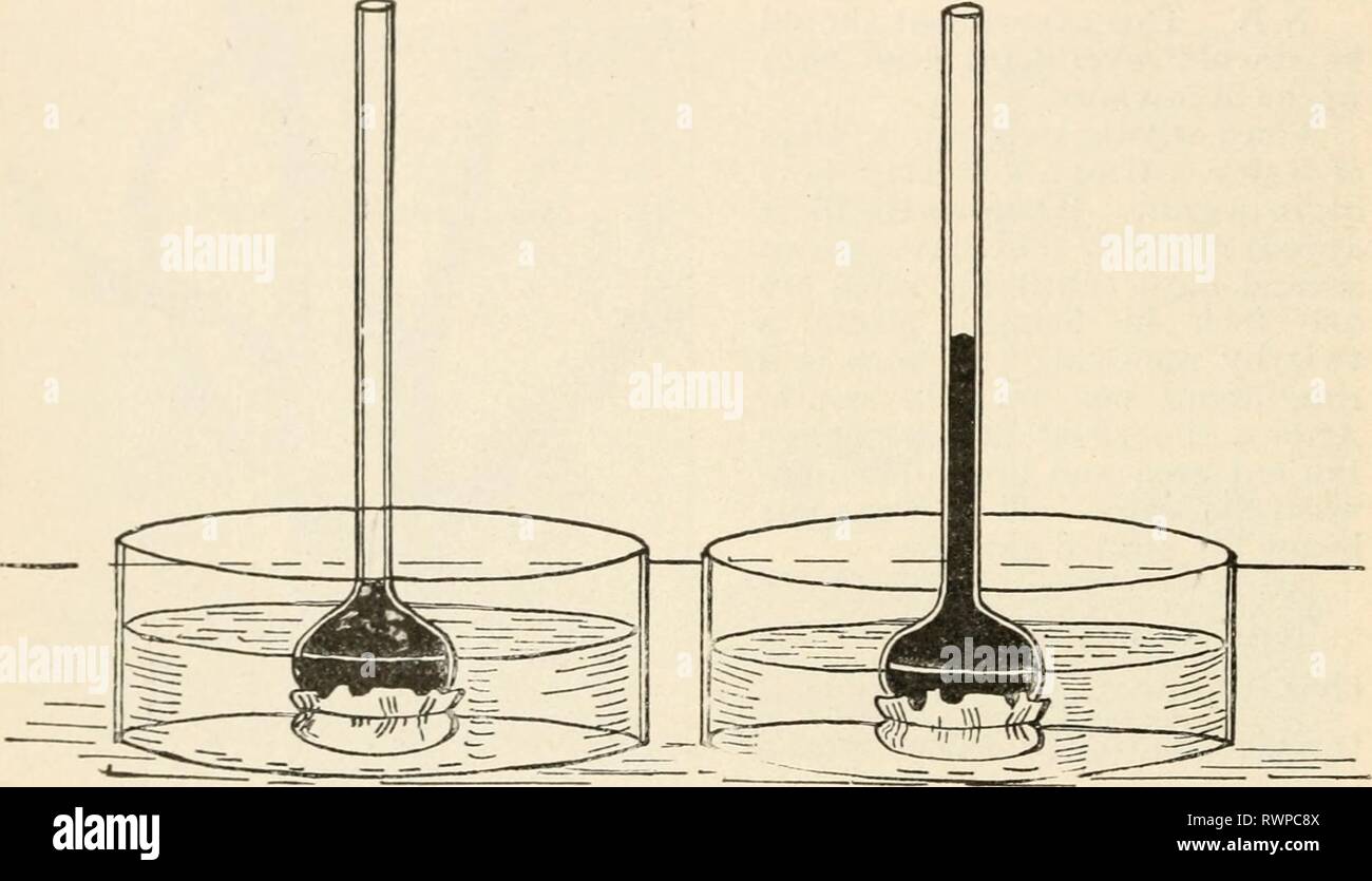 Osmosis Experiment