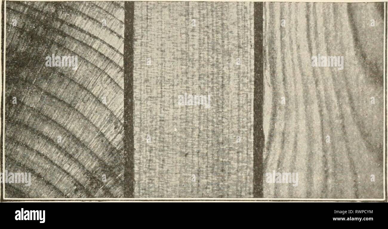 Tangential Section Of Pine Wood