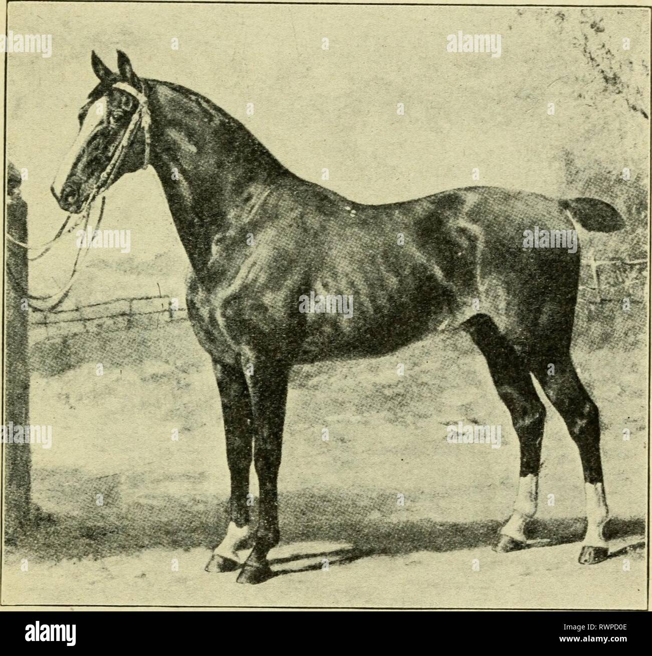 Elements of hippology (1908 Stock Photo - Alamy
