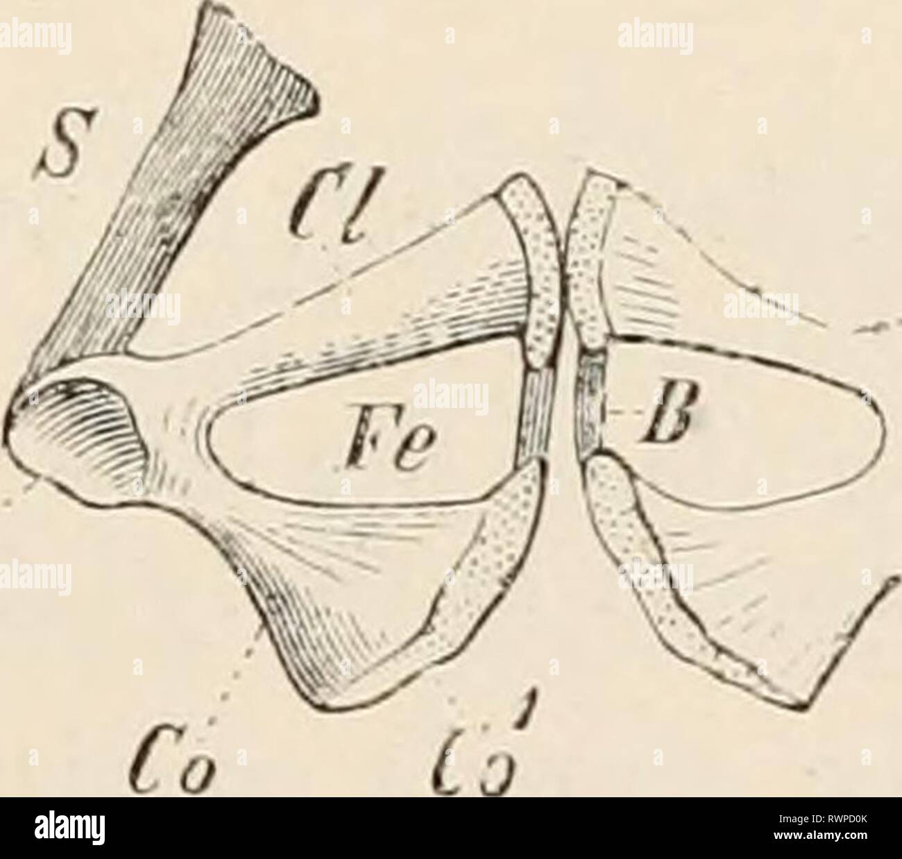 Elements of the comparative anatomy Elements of the comparative anatomy ...