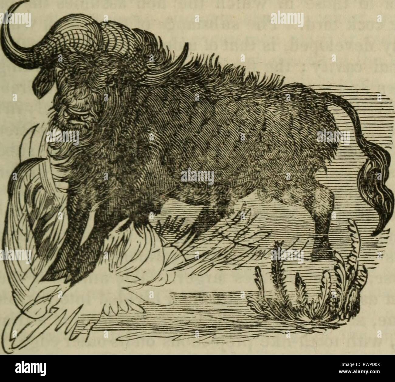 Elements of zoology, or, Natural Stock Photo - Alamy