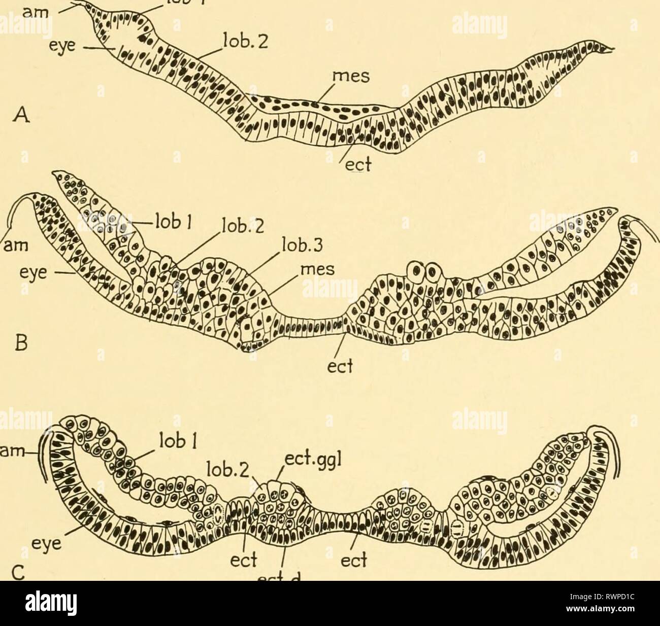Optic nerve fibers hi-res stock photography and images - Alamy
