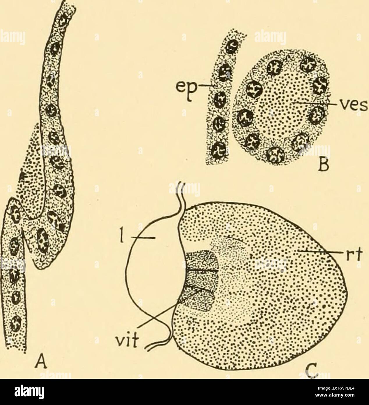 Embryology of insects and myriapods; Embryology of insects and ...