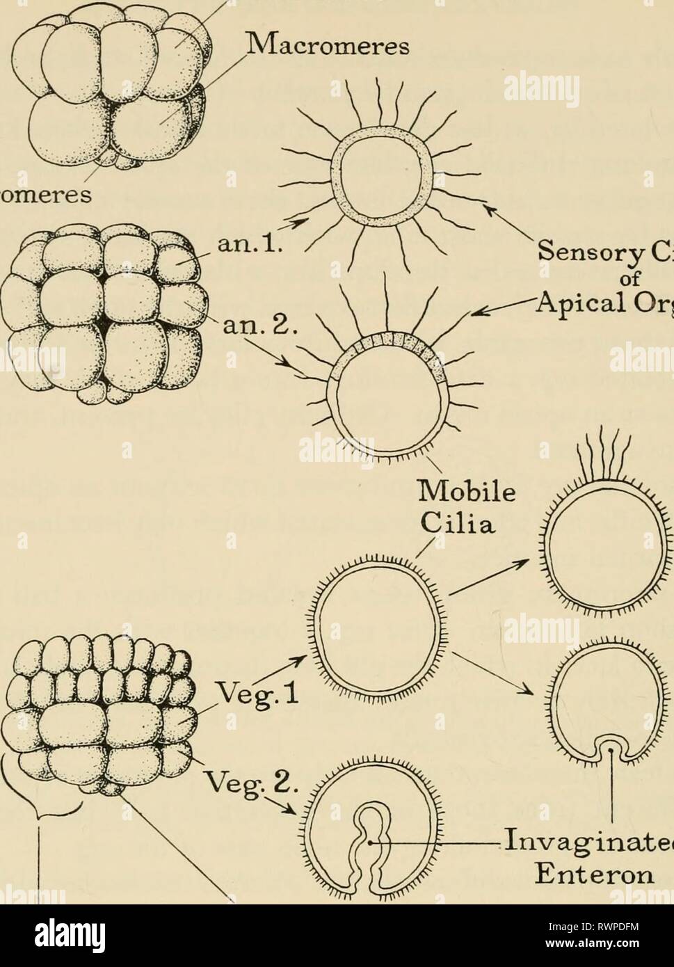The elements of experimental embryology Stock Photo - Alamy