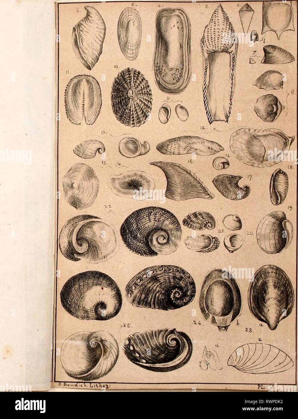 Cornucopia under hi-res stock photography and images - Alamy