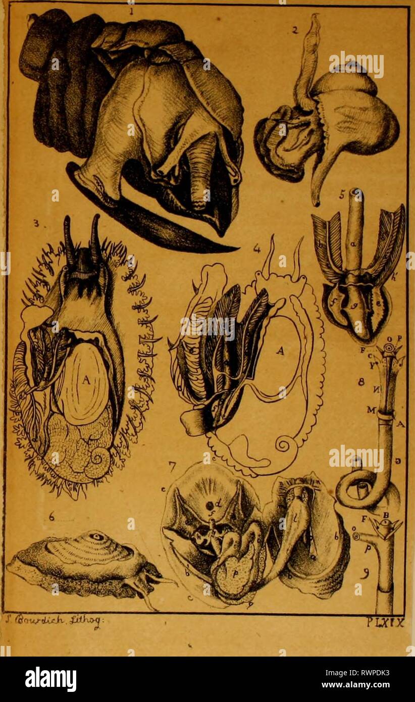 Open muscle shell hi-res stock photography and images - Alamy